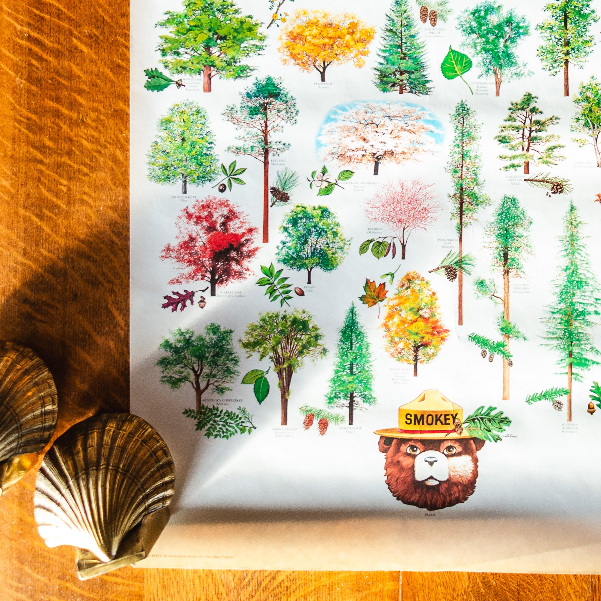 State Trees Vintage Forest Service Wildlife Poster Wall Decor – Eagle's ...